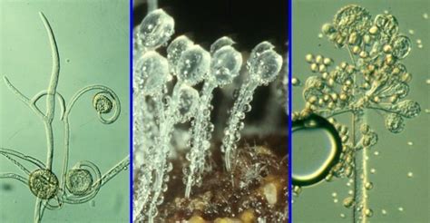 Zygomycota ~ Detailed Information Photos Videos