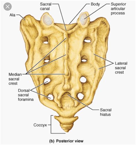 Distinguish Between The Posterior Sacral Foramina And The Sacral Canal