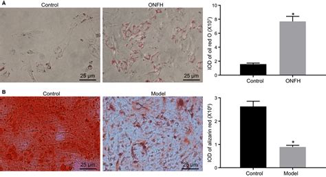 Viability And Osteogenic Differentiation Of Bmscs Are Reduced In Onfh Download Scientific