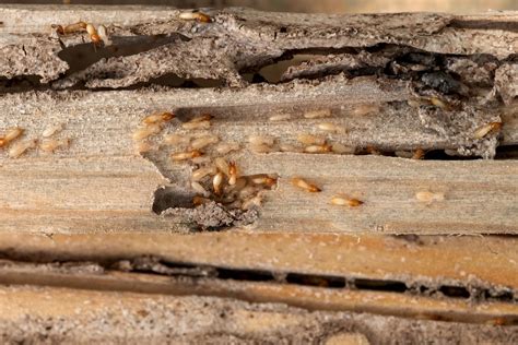 Top 5 Most Destructive Pests And How To Prevent Them Moxie Pest Control