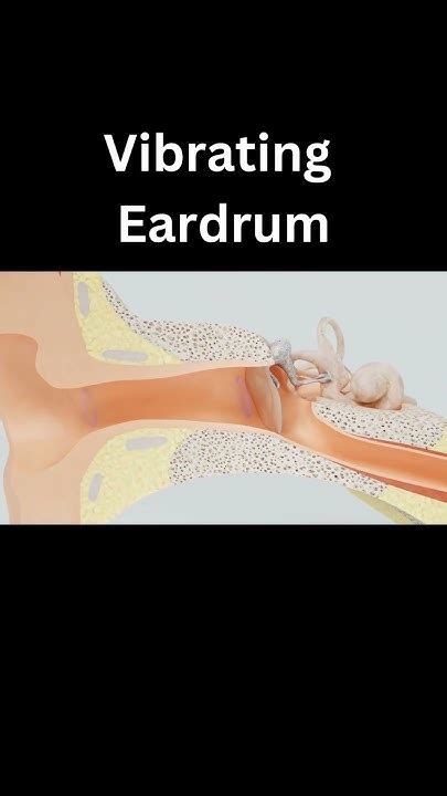 Sound Waves Vibrating Eardrum 3d Animation 🔉👂 Youtube