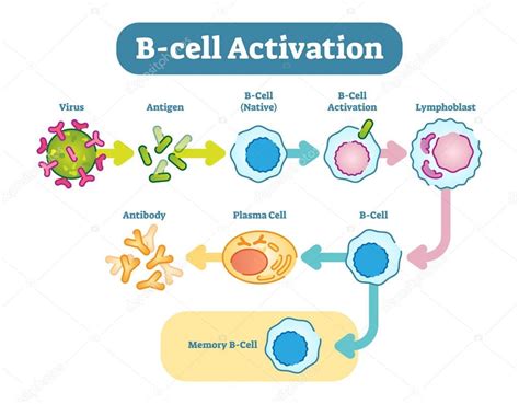 Vettoriale Stockschema Di Attivazione Delle Cellule B Illustrazione Dello Schema Vettoriale