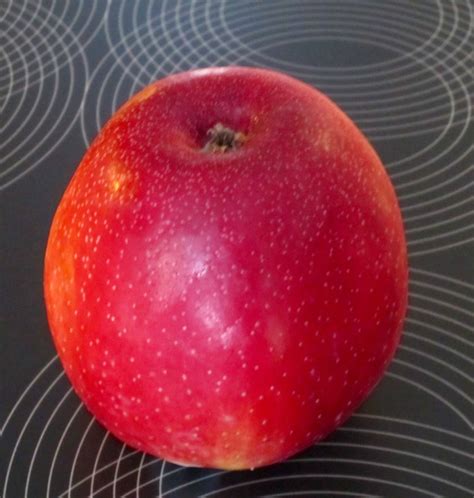 What Is Sweetango Apple My Favourite Pastime