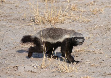 Honey Badger Hunt24