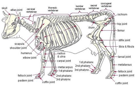 Anatomy Cow Skeleton Cattle Vet Medicine Animal Science Large