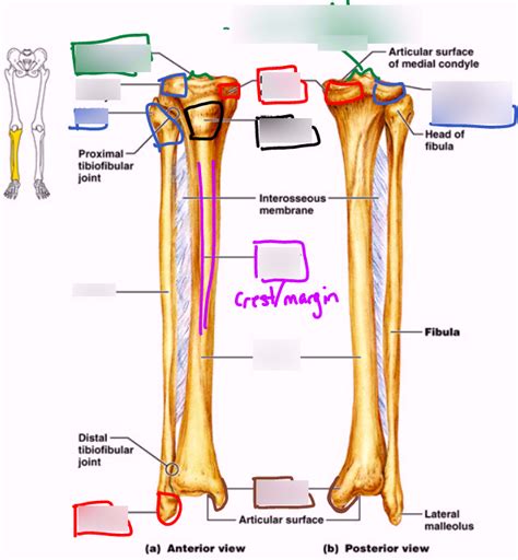 Leg Bone Diagram Understanding Muscles On The Shin Bone Anatomy