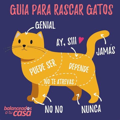 Balanceados 🐱 ¿dónde Rascar A Tu Gato Para Hacerlo Feliz 🐾 Si