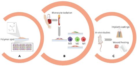 Figure 1 From Immune Instructive Polymers Control Macrophage Phenotype