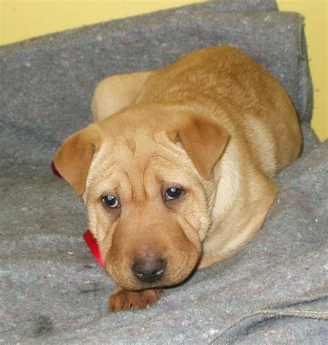 Lab Pei Shar Pei X Lab Mix Temperament Training Puppies Pictures