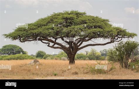 Acacia Trees In Africa