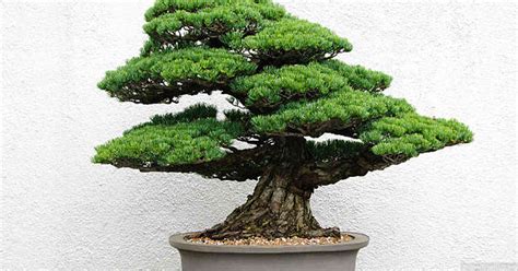 How Do I Wire A Bonsai Tree Trunk Bonsai Tree Help