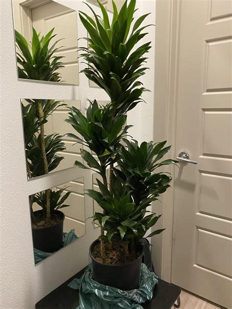 Dracaena Jc Compacta Shedding Leaves R Plantclinic