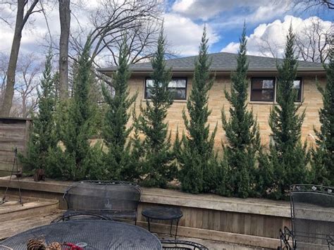 Juniperus Chinensis Trautman Trautman Chinese Juniper