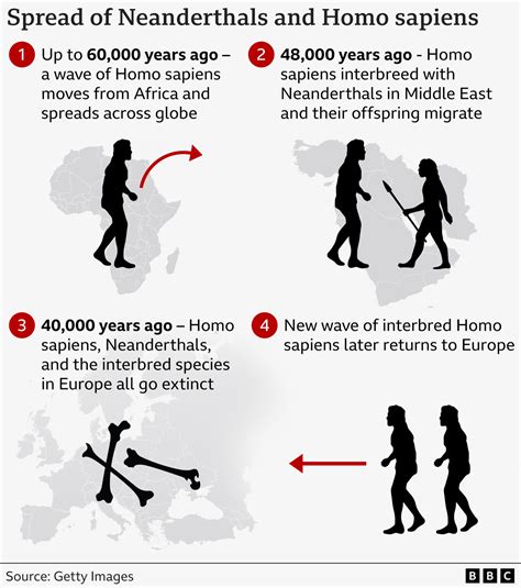 Lifespan Of Early Humans Neanderthals Same News In