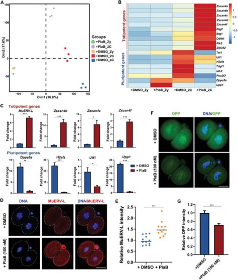 Zygotic Splicing Activation Of The Transcriptome Is A Crucial Aspect Of Maternal‐to‐zygotic