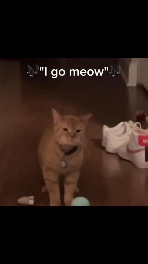 I Go Meow 😾 Fy Fyp Fypシ Fypシ゚viral Viralvideo Cat Car Sillycar Sillycat Catto