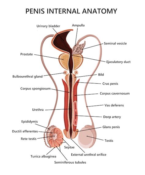 Premium Vector Male Reproductive System