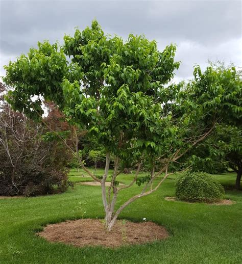 Seven Sons Tree Form 3 Gallon Container Grimms Gardens