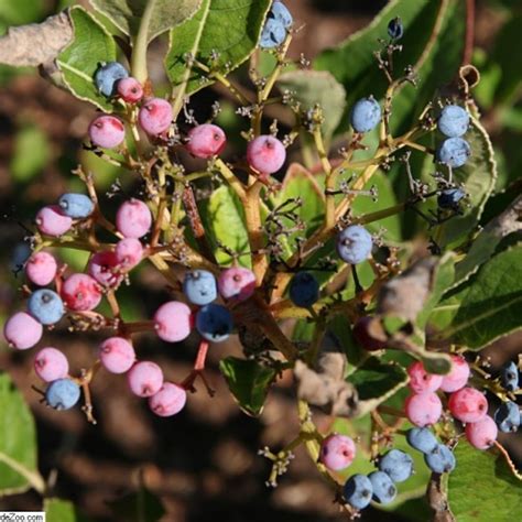 Smooth Witherod Viburnum Nudum Care Guide Water Soil And Propagation