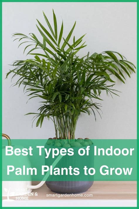 11 Best Types Of Indoor Palm Plants To Grow Indoor Palms Indoor Palm