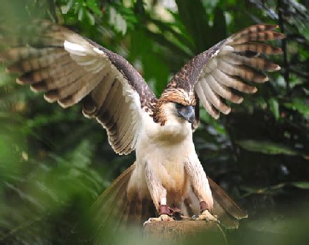 Roc Giant Eagle Dynatoaetus Gaffae Or Gaffs Powerful Eagle