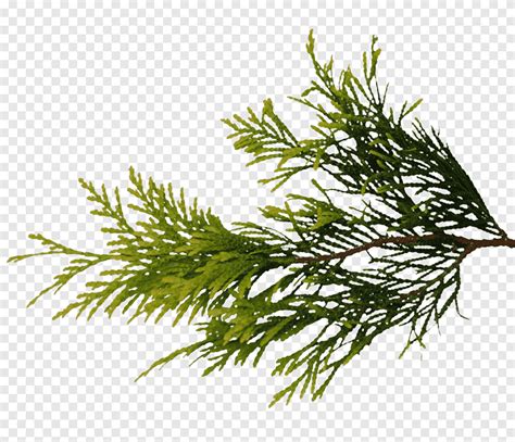 Tree Leaves Texture Png