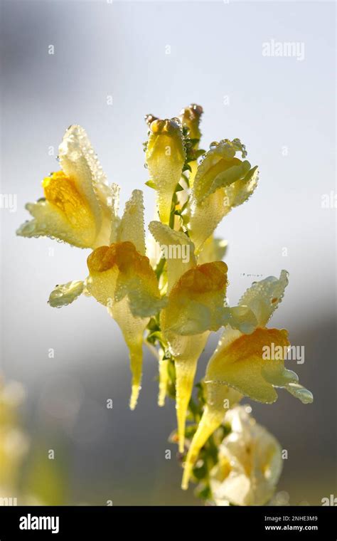 True Toadflax Common Toadflax Linaria Vulgaris Common Toadflax