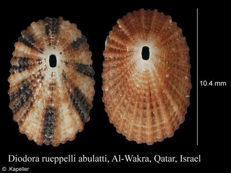 Worms World Register Of Marine Species