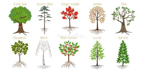 Birch Tree Roots Stock Illustrations 43 Birch Tree Roots Stock