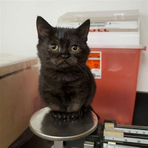 Meet Ozzy A Tiny Black Cat With Dwarfism The Internets Largest