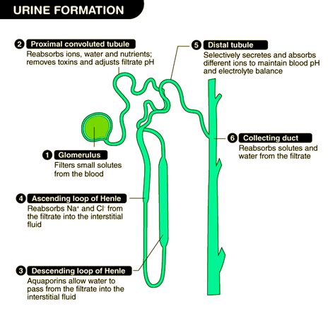 Urine Filtration Reabsorption And Secretion At Matthew Gamache Blog