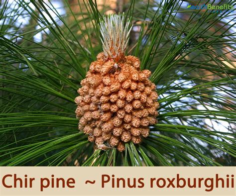 Health Benefits Of Chir Pine Health Benefits