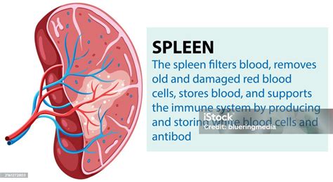 Detailed Vector Of Spleen And Its Functions Stock Illustration