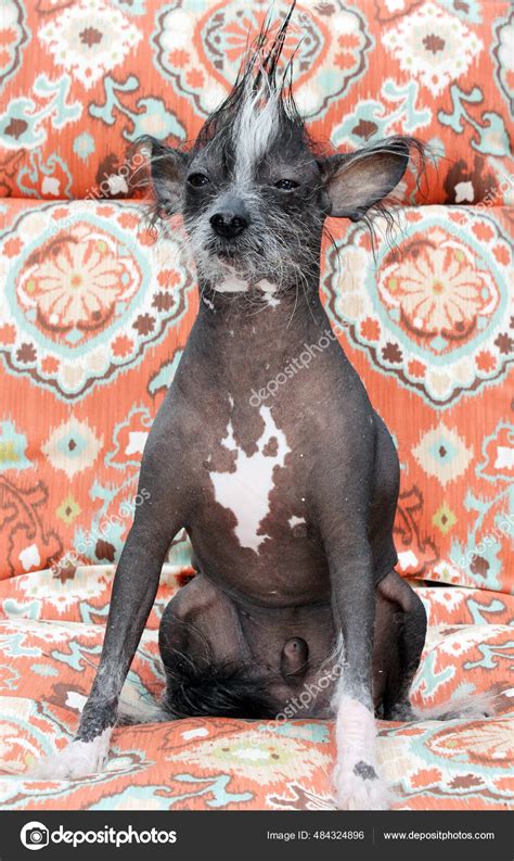 Chinese Crested Hairless Dog