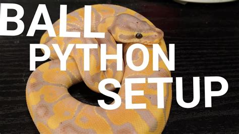 Juvenile Ball Python Tank Setup How To And Care Tips Youtube