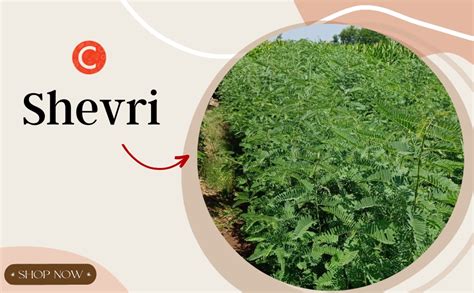 C Shevri Seed 400 Gm Garden And Outdoors