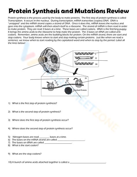 Protein Synthesis Worksheet