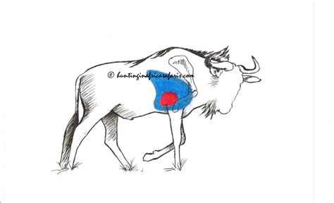 Hunting Blue Wildebeest South Africa With The Wildebeest Hunters