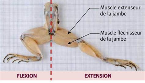 2nde Tp Flexion Extension Profsvt Oehmichen