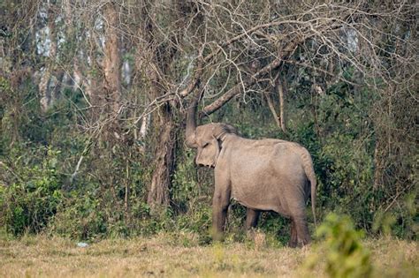 Gajah Makan Dari Pohon Foto Stok Unduh Gambar Sekarang Alam Bahaya Konsep Besar