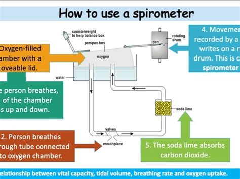 Spirometry And Calculations Teaching Resources
