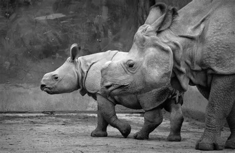 Rhinoceros Description Habitat Image Diet And Interesting Facts