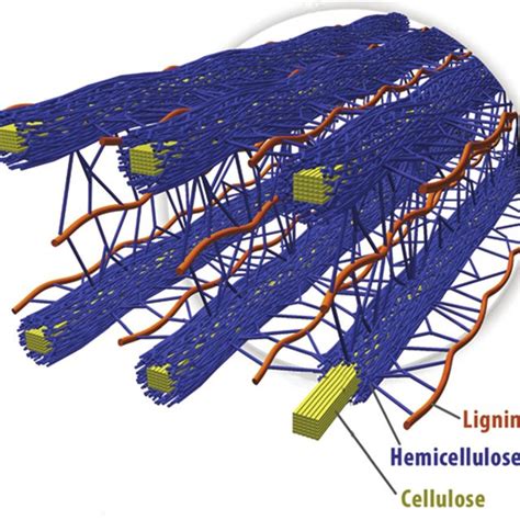 Galactoglucomannan A Branched Hemicellulose Found In Softwood