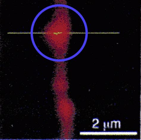1 Fluorescence Scan Of A Presynaptic Terminal Optical Detection Of A