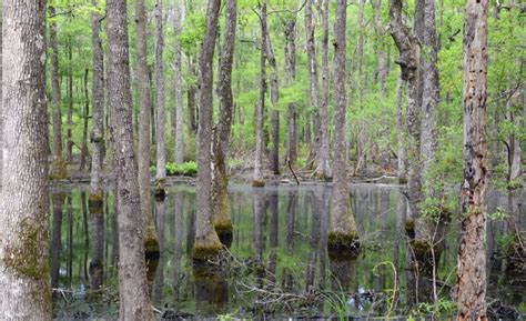 Croatan National Forest Life In The Big Green Jolly
