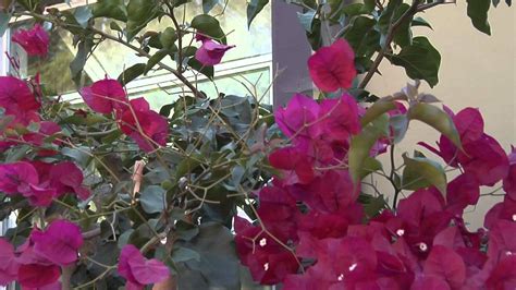 How To Care For Bougainvillea You Cant Beat Them For An Explosion Of