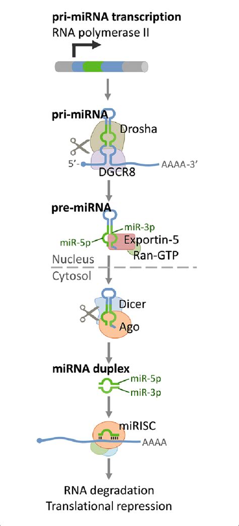 An Overview Of Microrna Processing And Function Most Mirna Primary Download Scientific Diagram