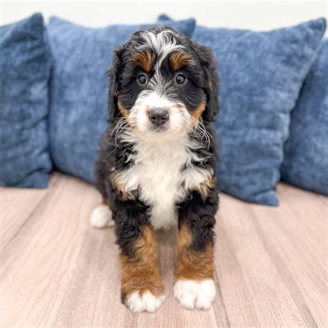 Cinnamon Mini Bernedoodle For Sale