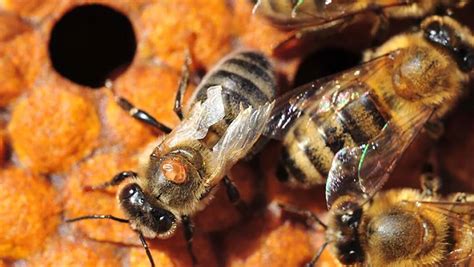 Varroa Mite Transition Plan Gets Underway Farm Online Act