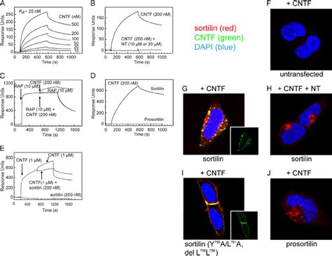 Sortilin Binds And Mediates Cellular Uptake Of Cntf Purified